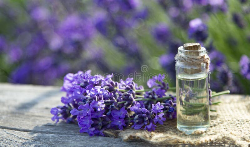 Essential Oil Bottle Oil and Lavender Flowers Field Stock Photo - Image ...