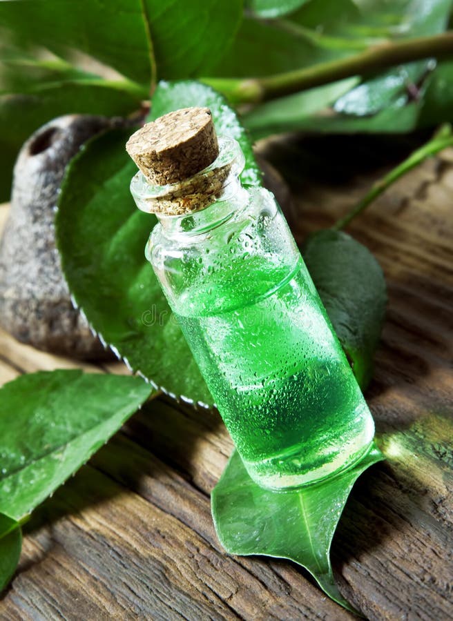 Essential Oil Bottle.Tea Tree Essence Stock Image - Image of plant ...