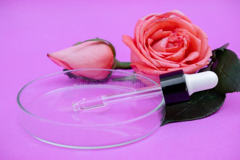 Essential Oil in a Bottle Extracted from Rose Leads To a Perfume ...