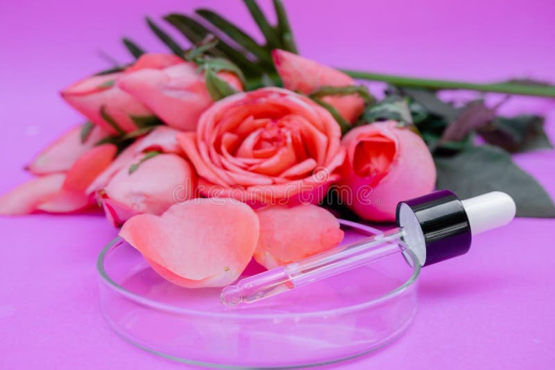 Essential Oil in a Bottle Extracted from Rose Leads To a Perfume ...