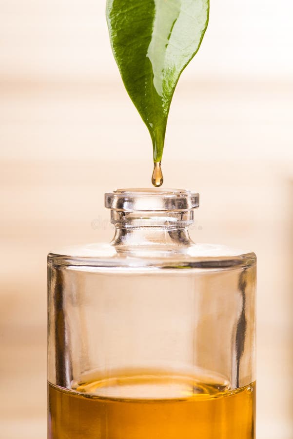 Essential Oil Dripping from a Jasmine Leaf Stock Image - Image of ...