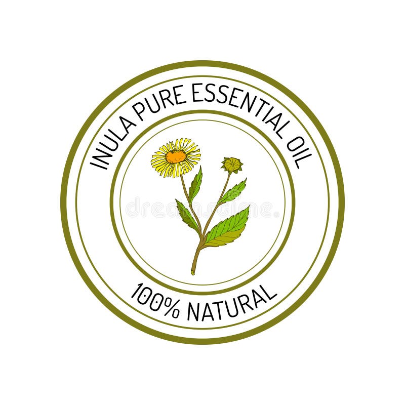 Inula. Vector illustration stock vector. Illustration of leaf - 78834056