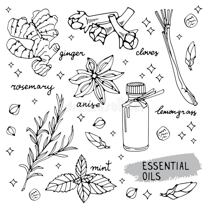Essential Oils Elements Hand Drawn Composition. Vector Illustration ...