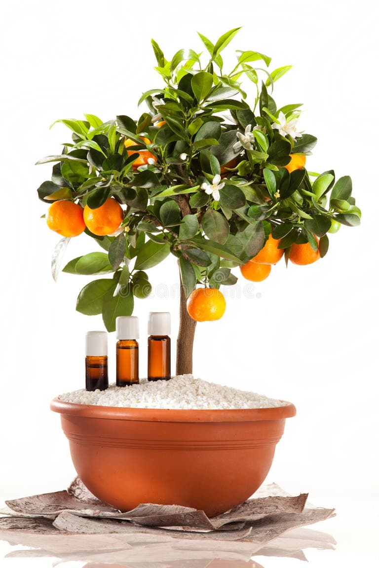 2,422 Tree Essential Oils Stock Photos - Free & Royalty-Free Stock ...