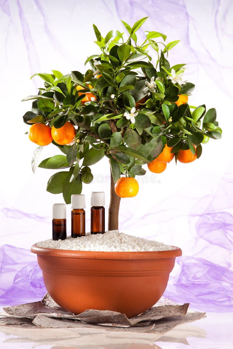 2,422 Tree Essential Oils Stock Photos - Free & Royalty-Free Stock ...