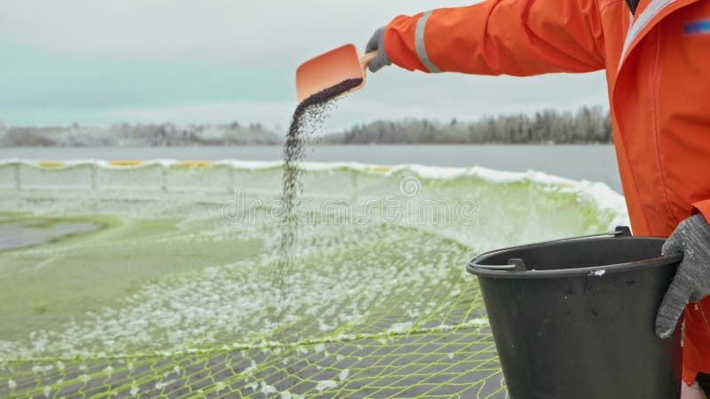 Daily Rituals at the Fish Farm: Feeding Time with Mixed Pellets Stock ...