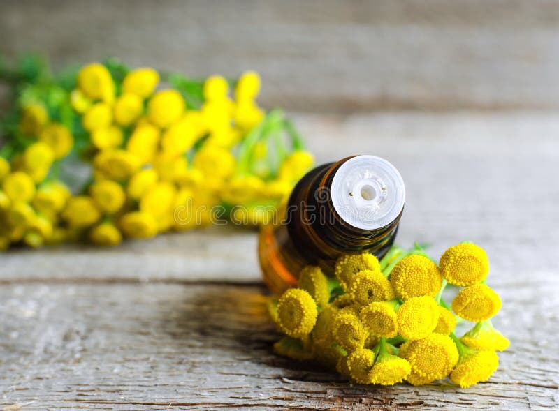 Essential tansy oil stock photo. Image of copy, herb - 56984992