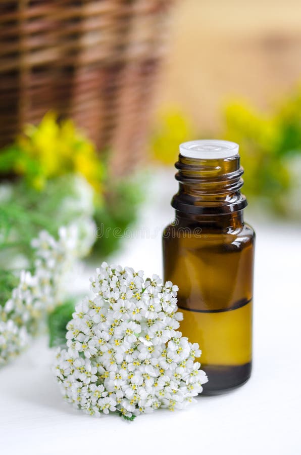 Essential yarrow oil stock photo. Image of healthy, fragrance - 56400382