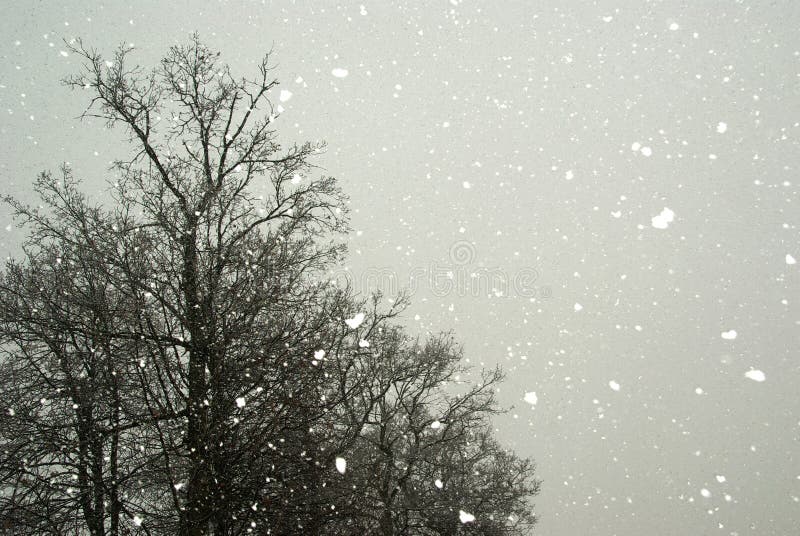 Está nevando foto de archivo. Imagen de nevoso, madera - 10591856