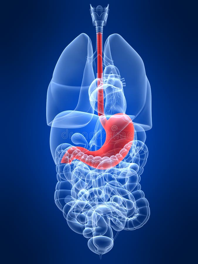 Estómago Del Sistema Digestivo De Los órganos Del Cuerpo Humano Con ...