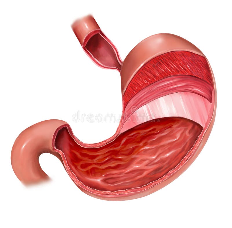 Anatomia Da Cor Do Estômago Ilustração do Vetor - Ilustração de ...