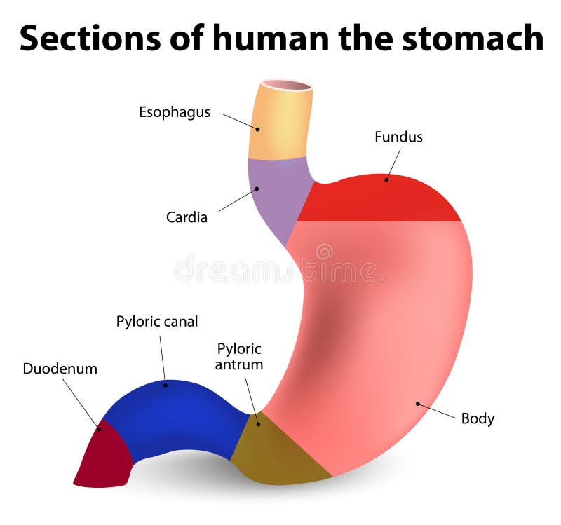 A Anatomia Do Estômago Humano Ilustração do Vetor - Ilustração de ...