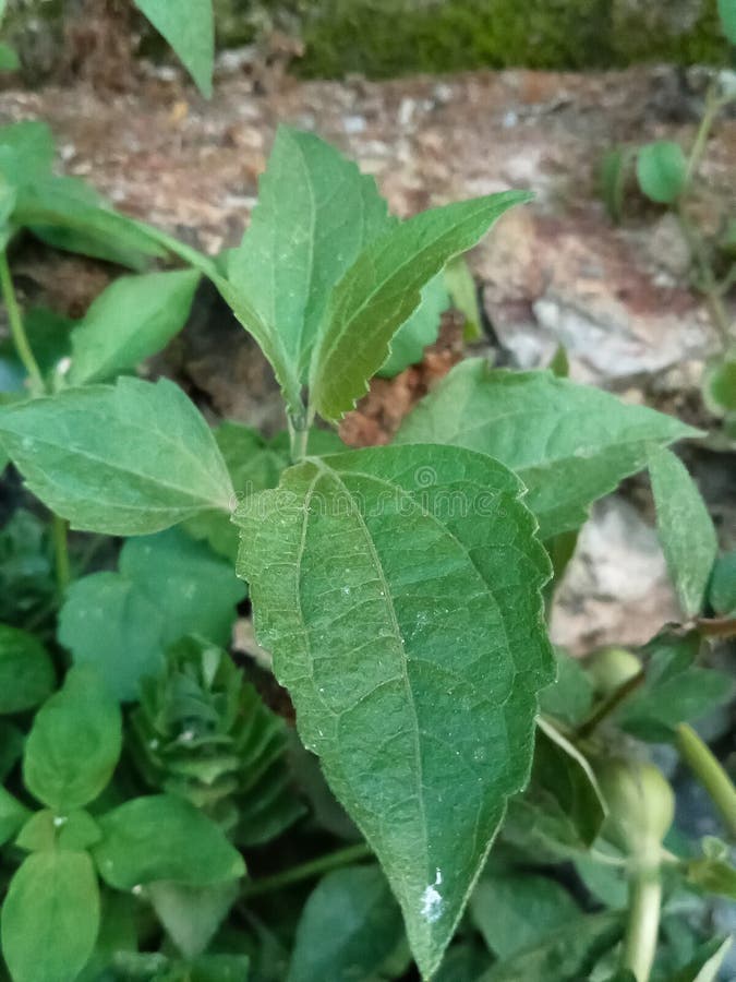 Esta Planta Se Llama Arbusto Amargo Foto de archivo - Imagen de amargo ...