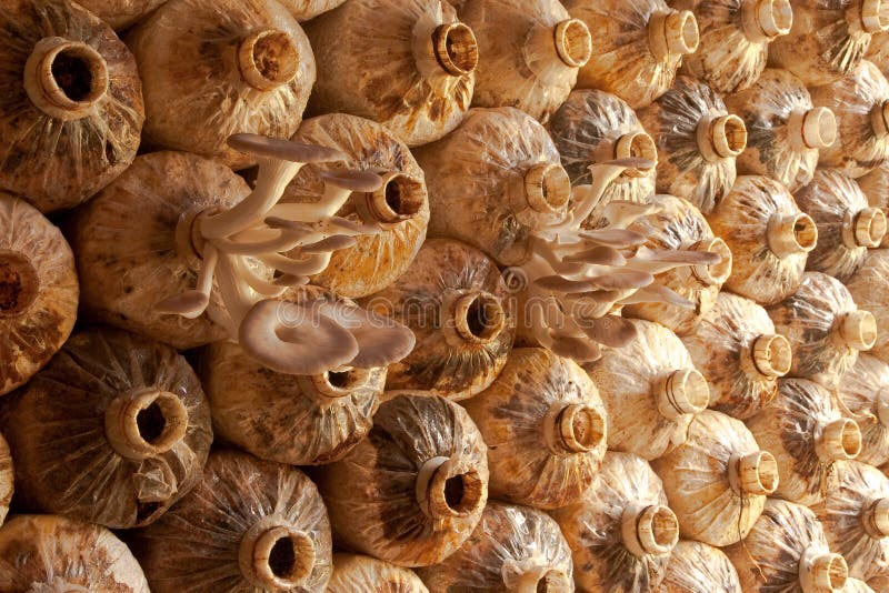 Establecimiento de la seta foto de archivo. Imagen de agua - 8644788