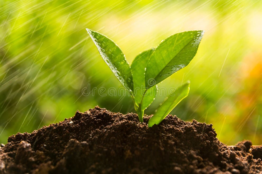 Establecimiento Del árbol, Brote Foto de archivo - Imagen de agua ...