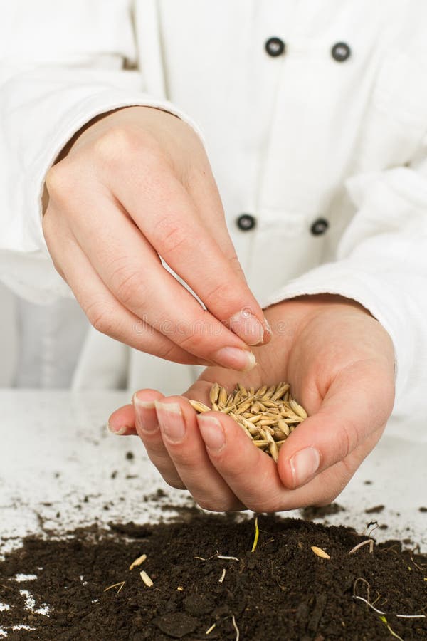 Establecimiento del trigo foto de archivo. Imagen de suelo - 18742746