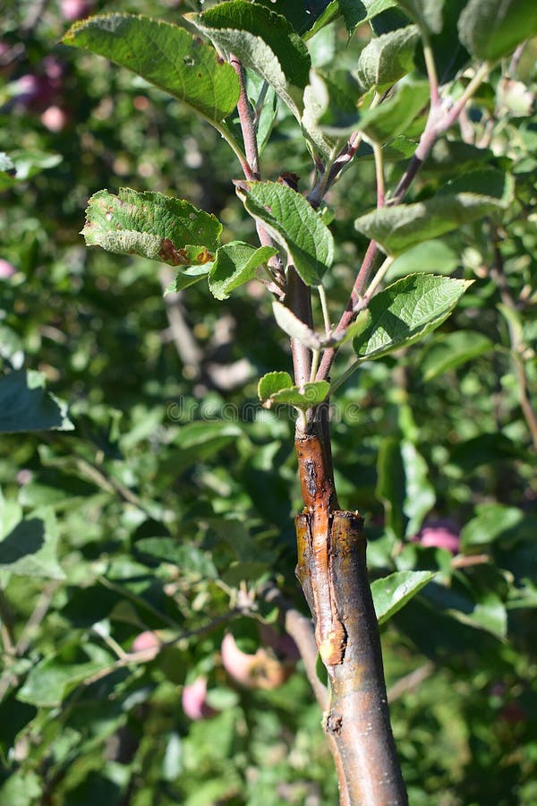 An Established Cutting Grafted Onto an Apple Tree Stock Photo - Image ...