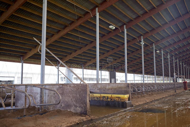 Establo Del Establo En La Granja Lechera Imagen de archivo - Imagen de ...