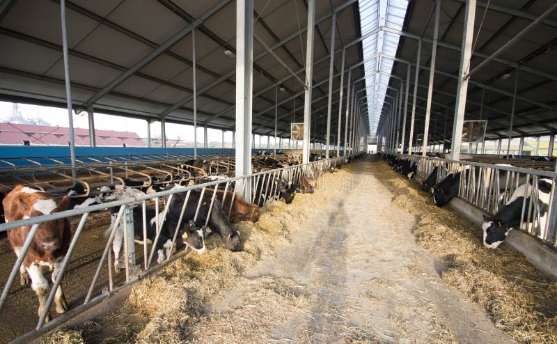 Establo moderno de la vaca foto de archivo. Imagen de claraboya - 35173762