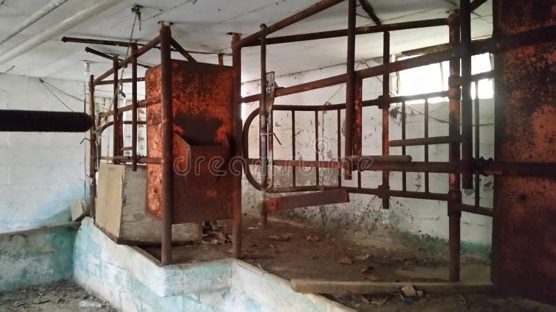 Establos De Granero De Vacas Lecheras Foto de archivo - Imagen de ...