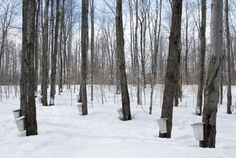 Estación Del Jarabe De Arce En Canadá Foto de archivo - Imagen de arce ...