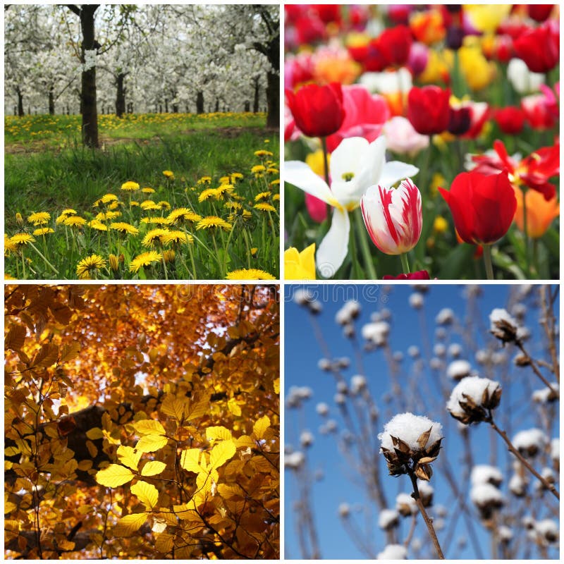 Collage de la flora imagen de archivo. Imagen de cubo - 19185171