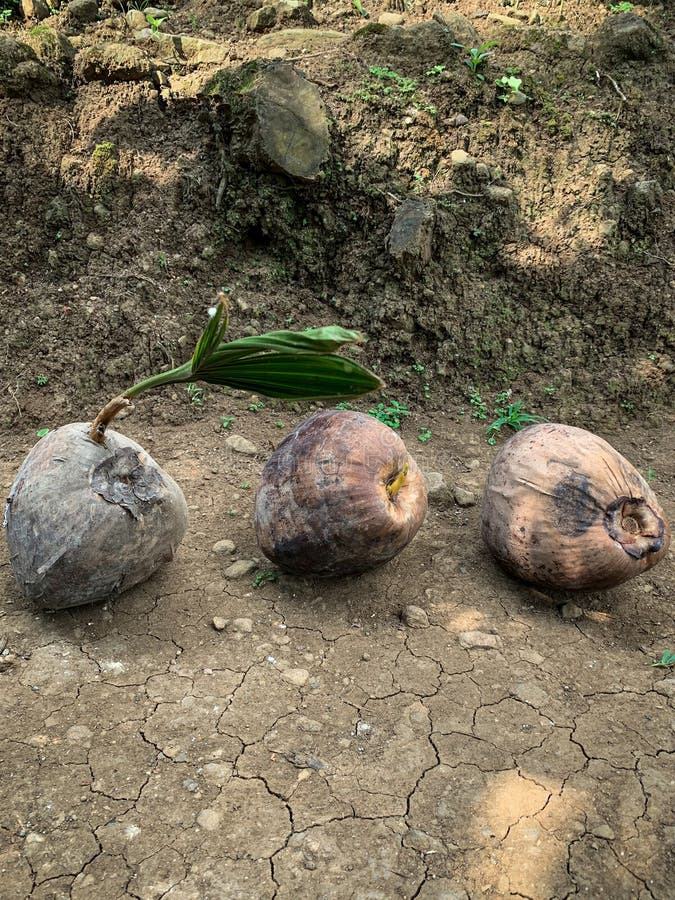 Estadios De Coco Del Coco Antiguo Ordinario Al Brote Foto de archivo ...