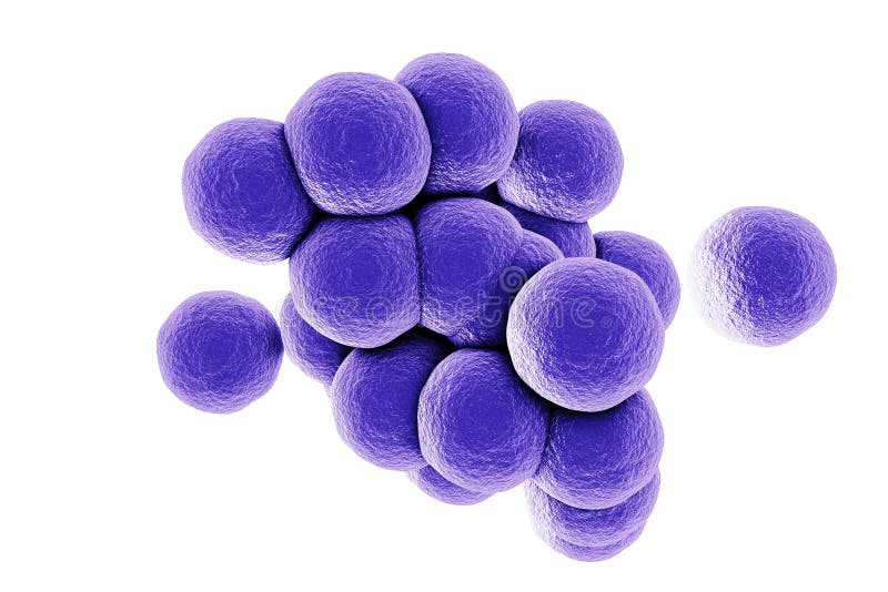 ícone Do Vetor De Infecção Por Staphylococcus Aureus Ilustração do ...