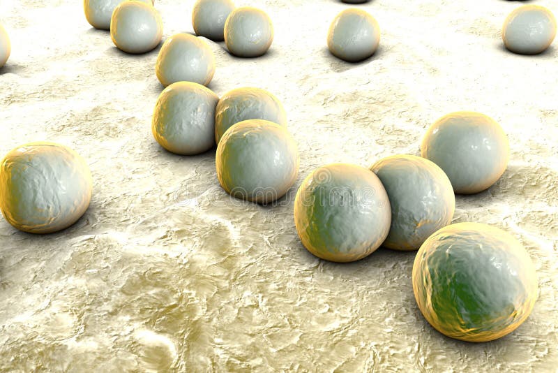 Estafilococos Na Superfície Da Pele Ilustração Stock - Ilustração de ...