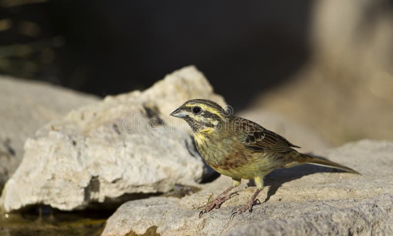 Fringela-do-barro imagem de stock. Imagem de folha, rede - 26893487