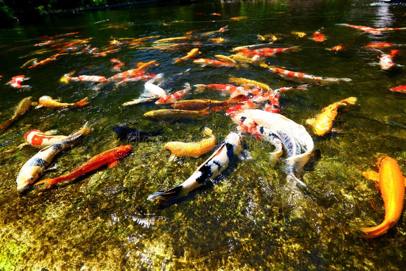 Estanque de peces de Koi imagen de archivo. Imagen de libre - 57385309