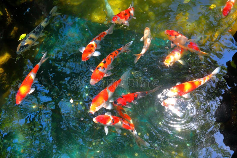 Estanque de peces de Koi imagen de archivo. Imagen de pescados - 57843855