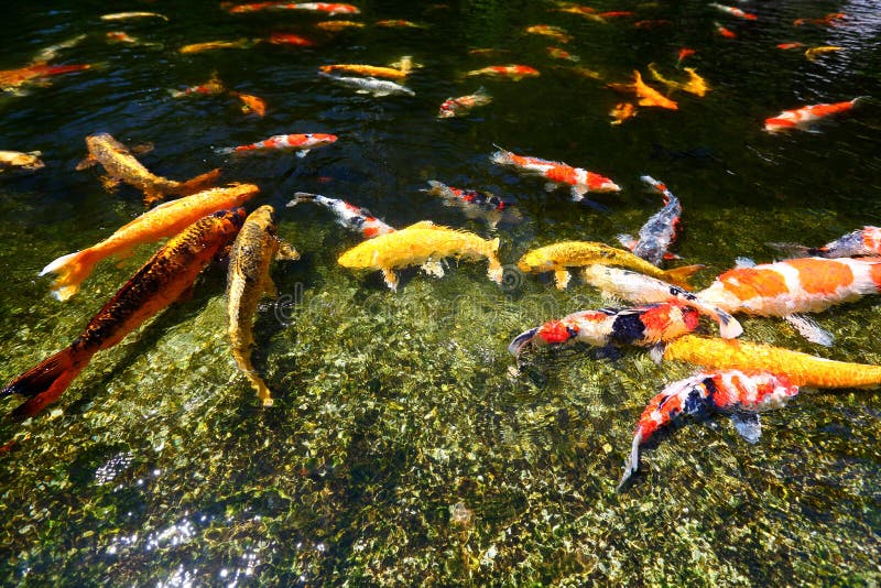 Estanque de peces de Koi imagen de archivo. Imagen de libre - 57385309