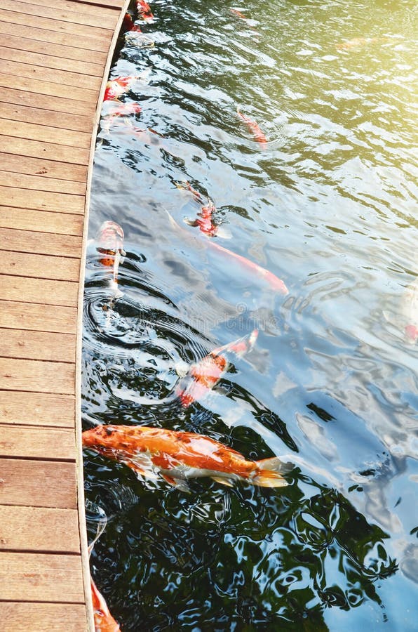 Estanque De Peces De Koi Imagen. Imagen: 4472149