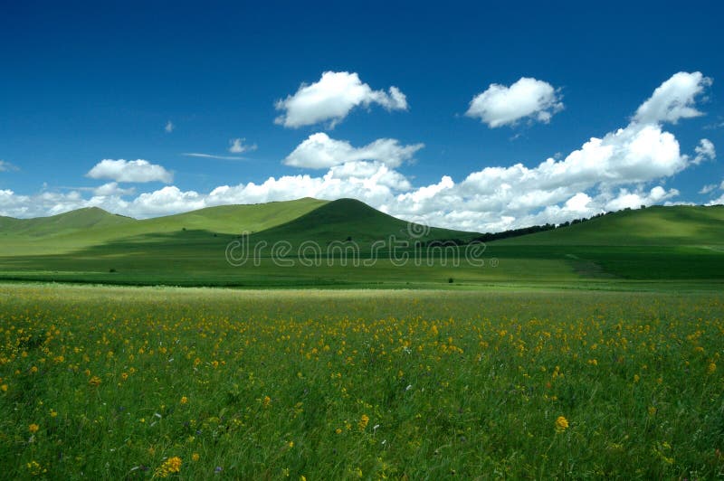 Estate del pascolo fotografia stock. Immagine di prato - 4672426