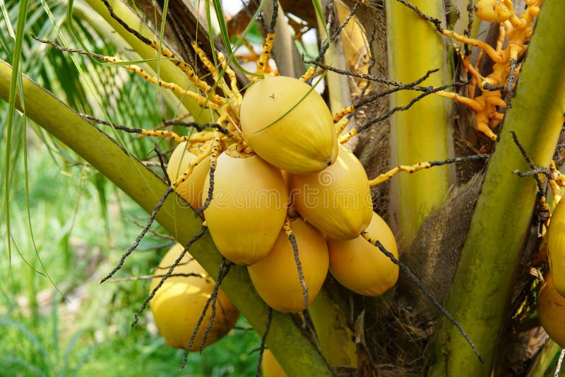 Este Es El Coco Híbrido Amarillo Imagen de archivo - Imagen de cubo ...