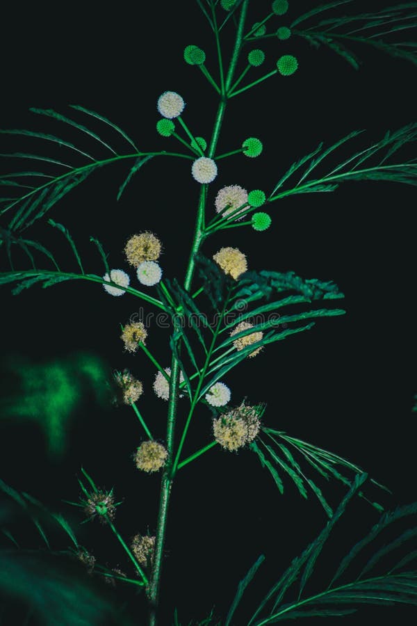 Este Es El Poho Pete De Indonesia Con Sus Flores Foto de archivo ...