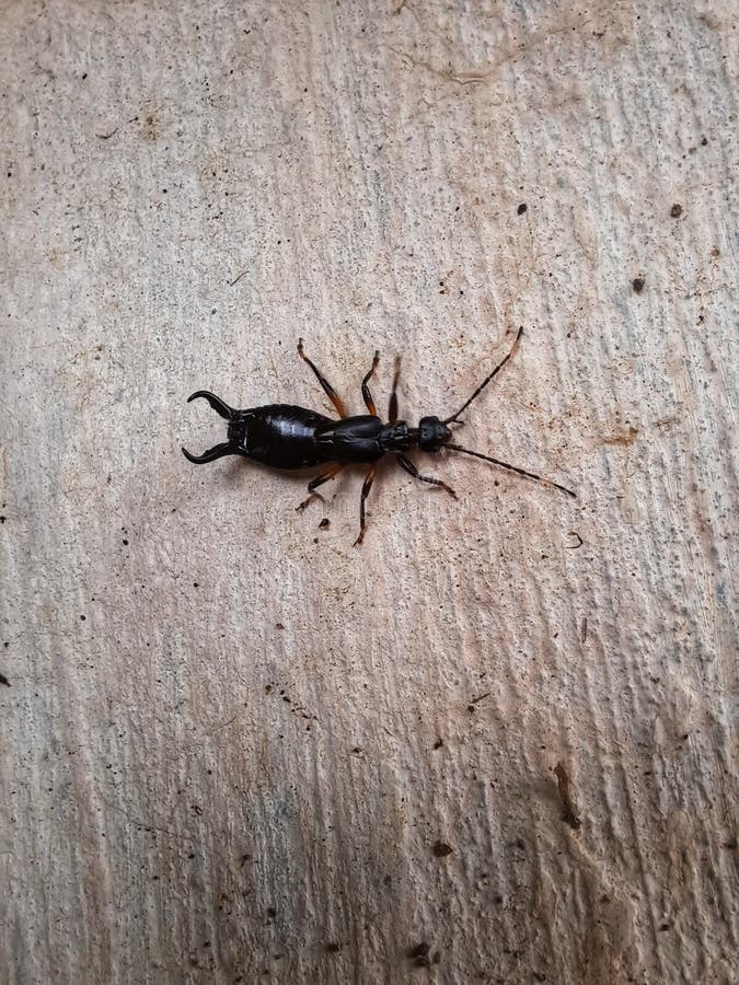 Este Es Un Insecto Sentado En La Pared Imagen de archivo - Imagen de ...