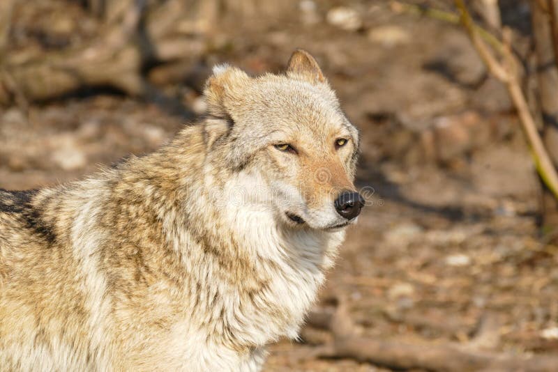 Lobo de la estepa imagen de archivo. Imagen de nariz, estepa - 2189943