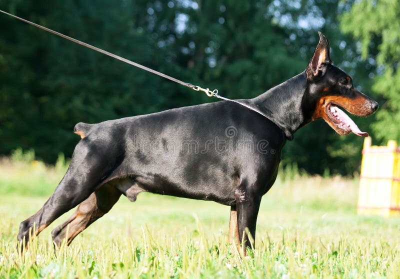 Esterno Del Cane Del Doberman Fotografia Stock - Immagine di campione ...
