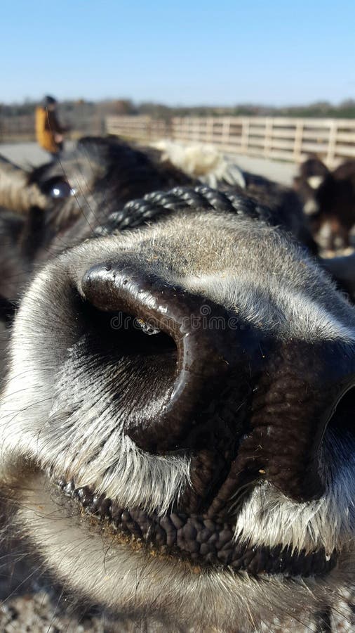 Esther the yak stock photo. Image of investigating, halter - 114507022