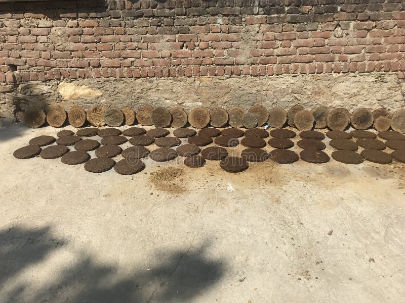 Vaca Colgada En Talala Gujarat India Foto de archivo - Imagen de tarde ...