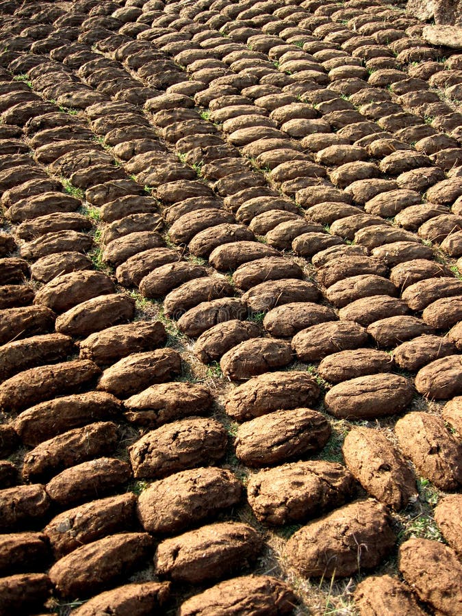Estiércol de la vaca imagen de archivo. Imagen de abono - 1779699
