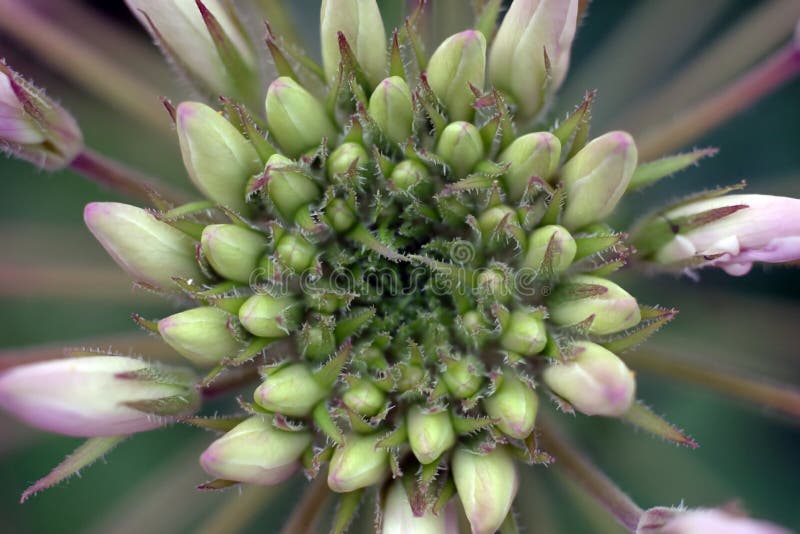Estigma de la flor foto de archivo. Imagen de planta - 87646344