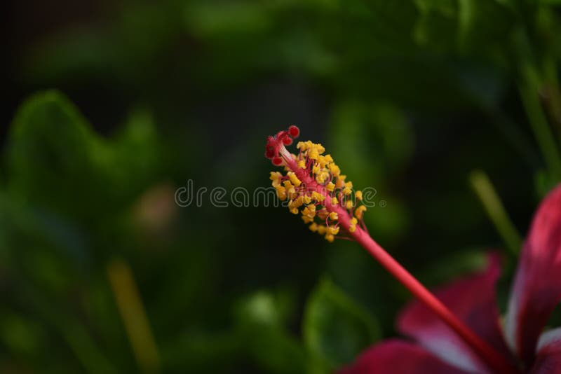 Estigma Y Aguja De La Flor Roja Del Hibisco Foto de archivo - Imagen de ...