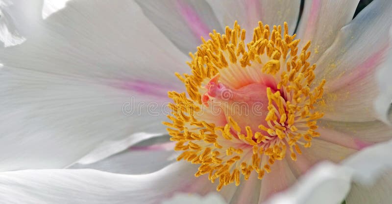 Estigma Y Anteras - Macro De La Flor Imagen de archivo - Imagen de ...