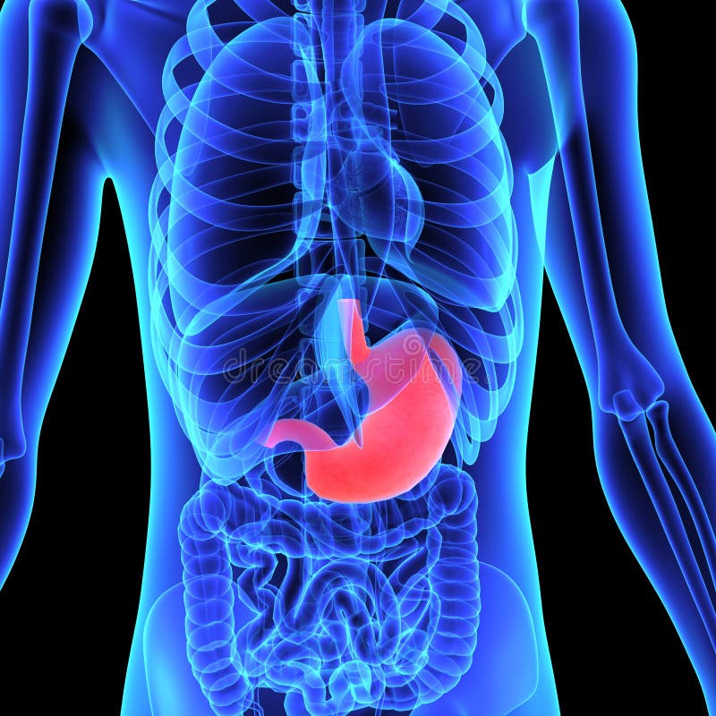 Anatomie De Gros Intestin D'appareil Digestif D'organes De Corps Humain ...