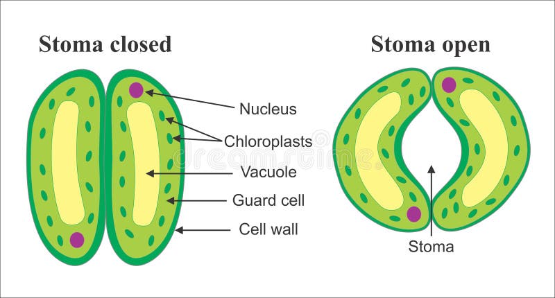 Estructura de estomas ilustración del vector. Ilustración de complejo ...