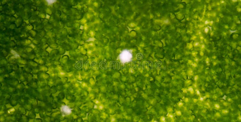 Estomas en una hoja foto de archivo. Imagen de vida, tissues - 4512970