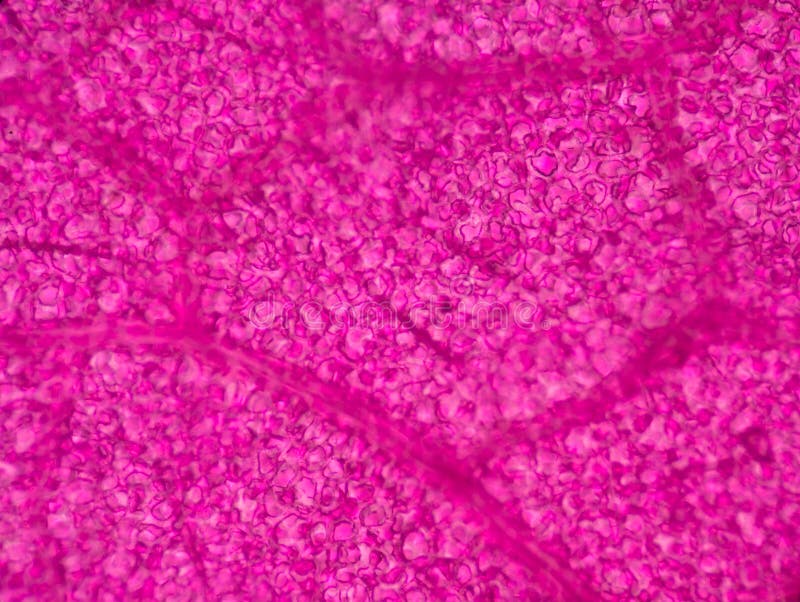 Estomas En La Hoja De La Planta Foto de archivo - Imagen de estoma ...